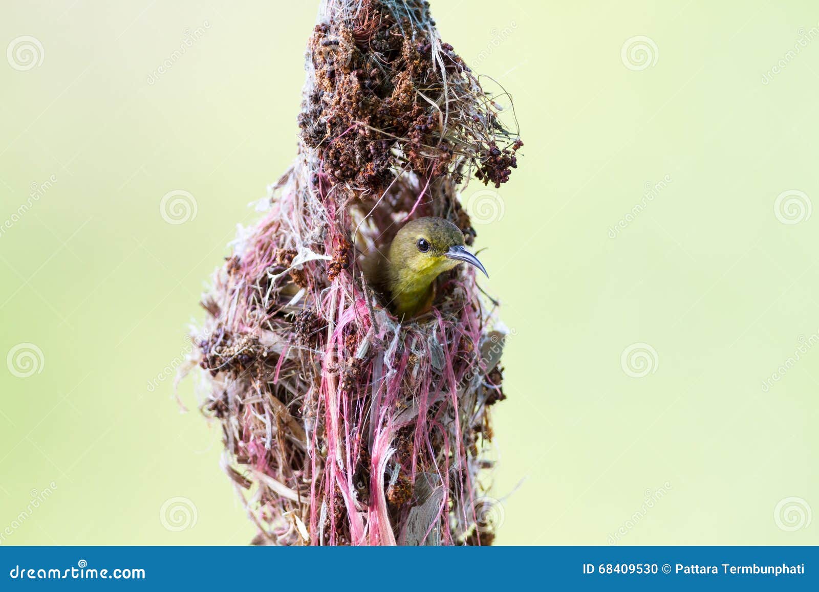 Royalty Free Images, Cartoons, Illustrations And Photos Designed By ...