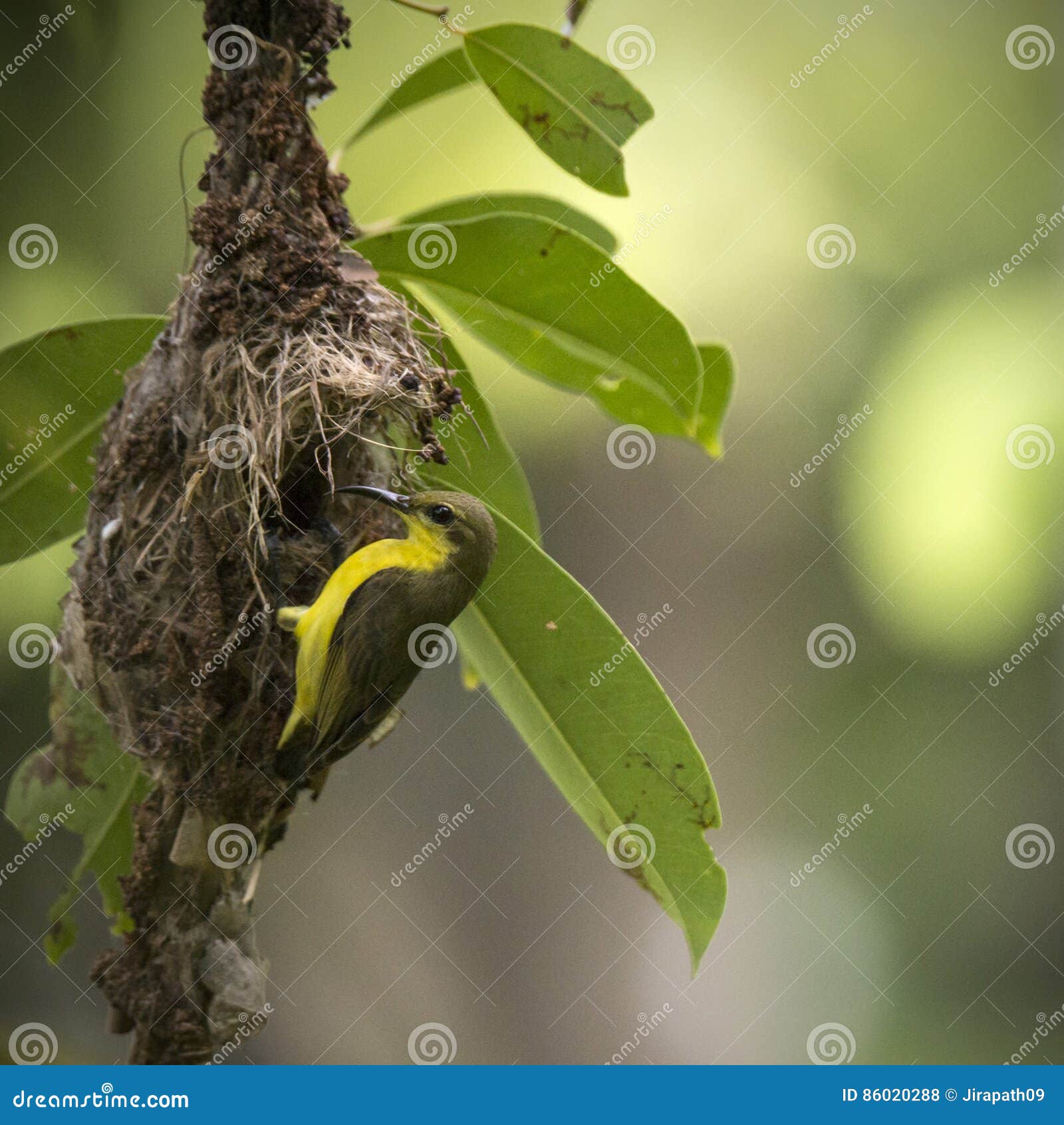 Sunbird Royalty-Free Stock Image | CartoonDealer.com #137986816
