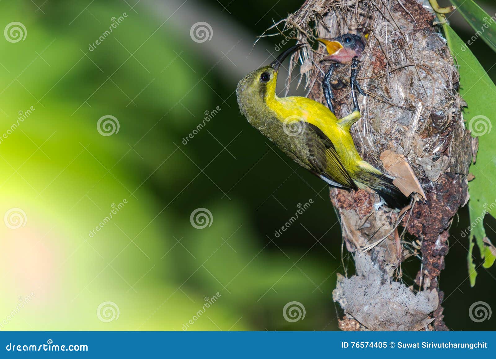 Olive-backed Sunbird Feeding Chicks Stock Image - Image of olive, bird ...