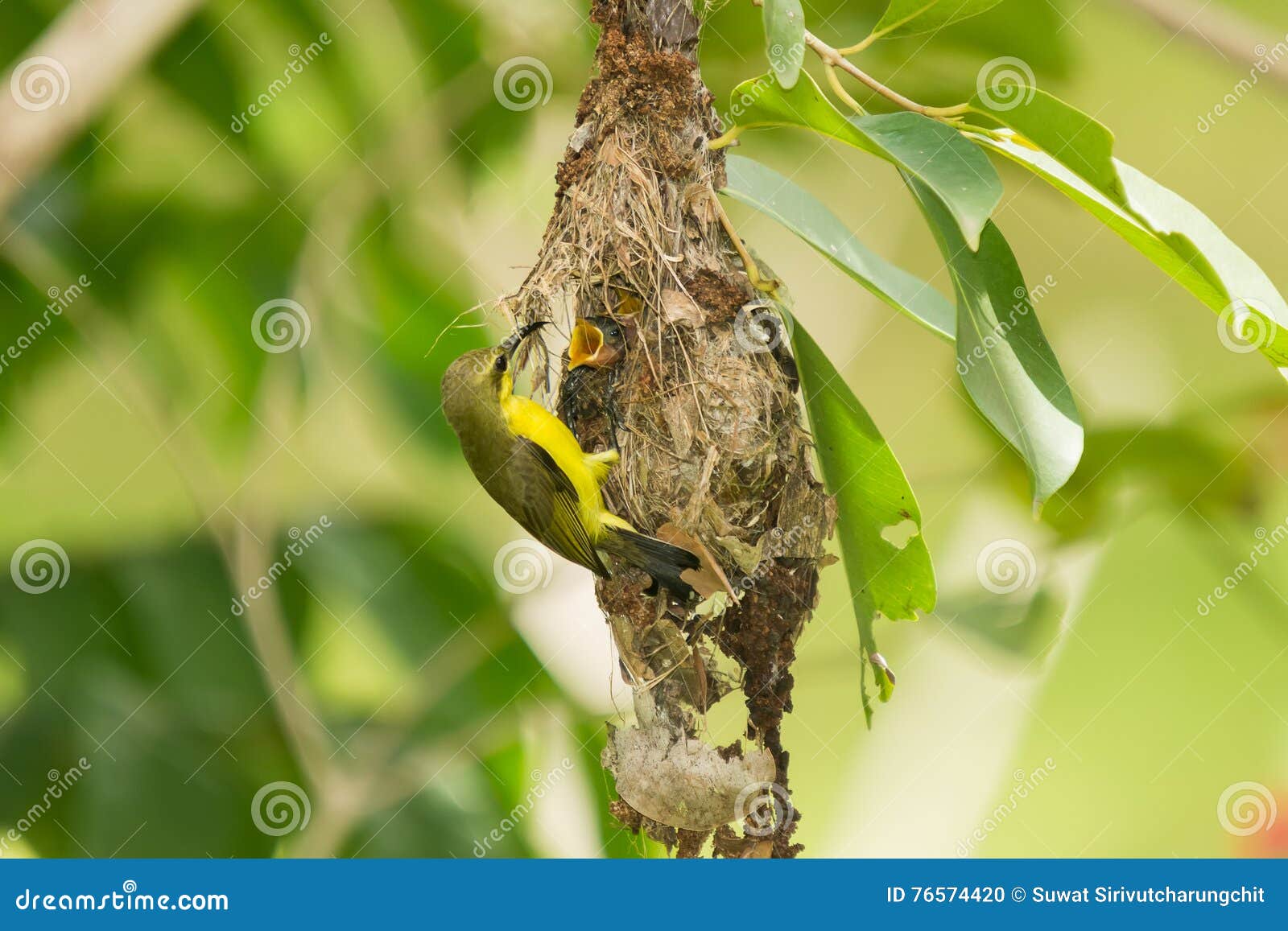 Olive-backed Sunbird Feeding Chicks Stock Photo - Image of baby, olive ...
