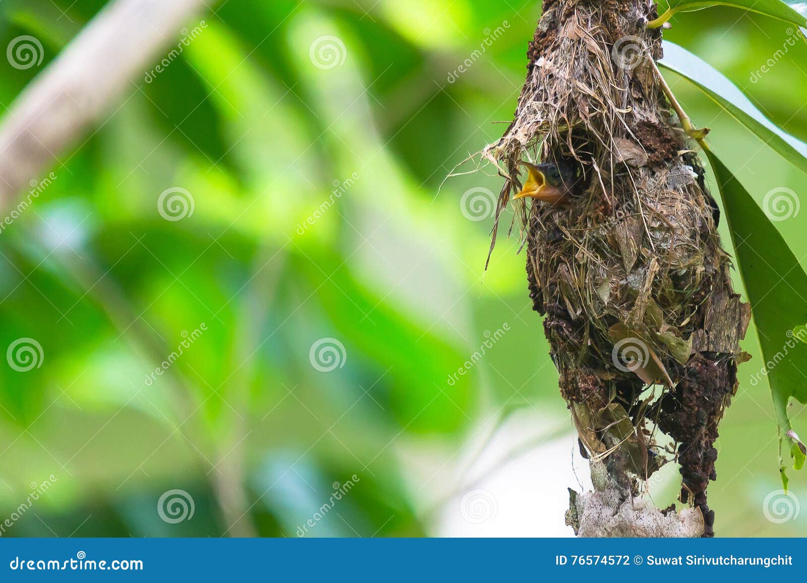Olive-backed Sunbird Feeding Chicks Stock Photo - Image of olive, baby ...