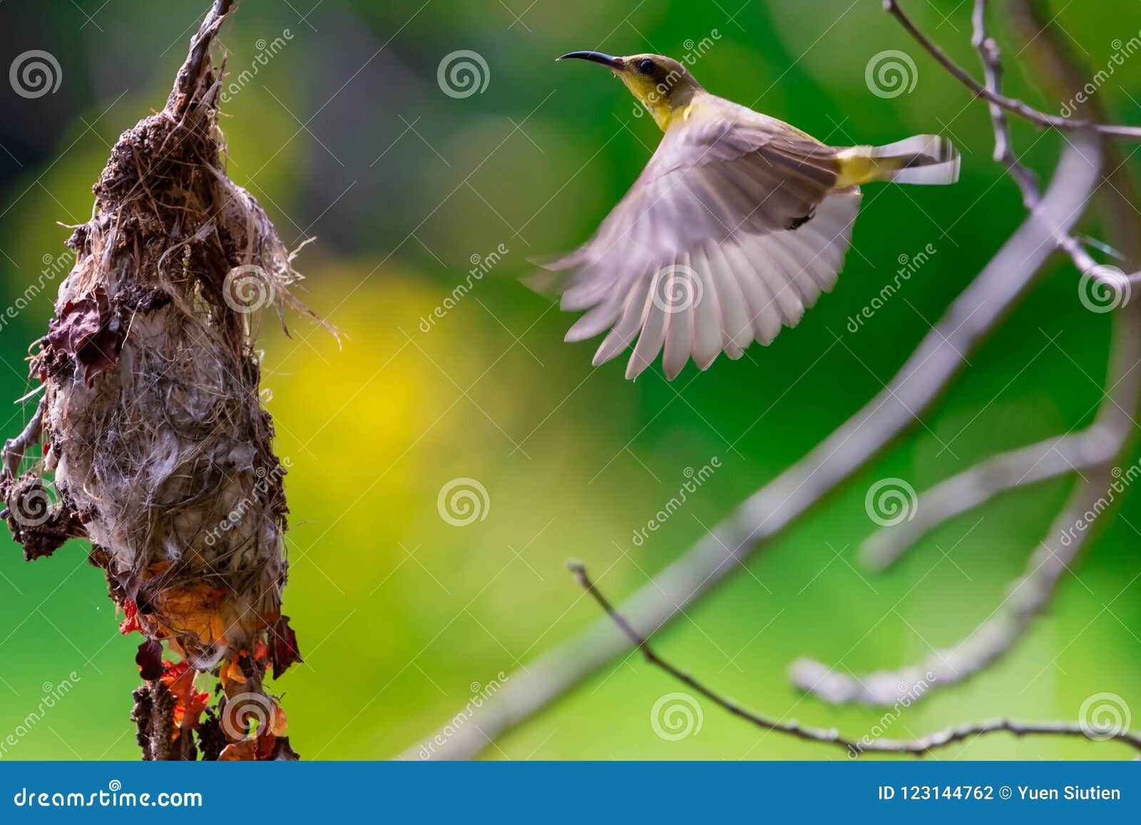 Olive-backed Sunbird stock photo. Image of eating, young - 123144762