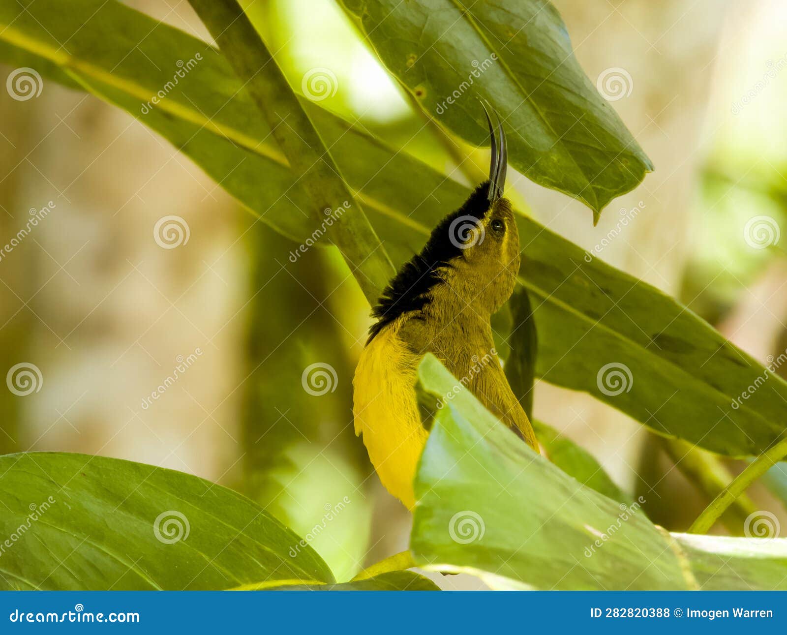 Olive-backed Sunbird in Queensland Australia Stock Photo - Image of ...