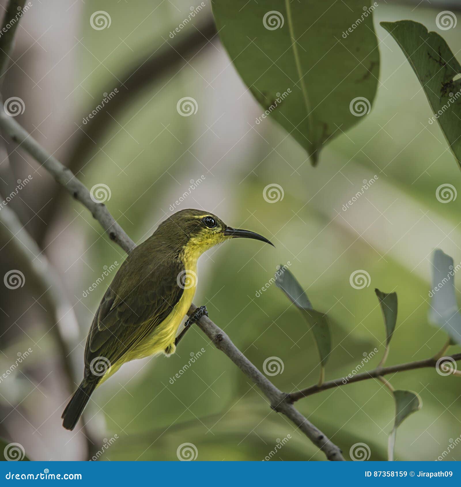 Olive-backed Sunbird stock image. Image of wildlife, sunbird - 87358159