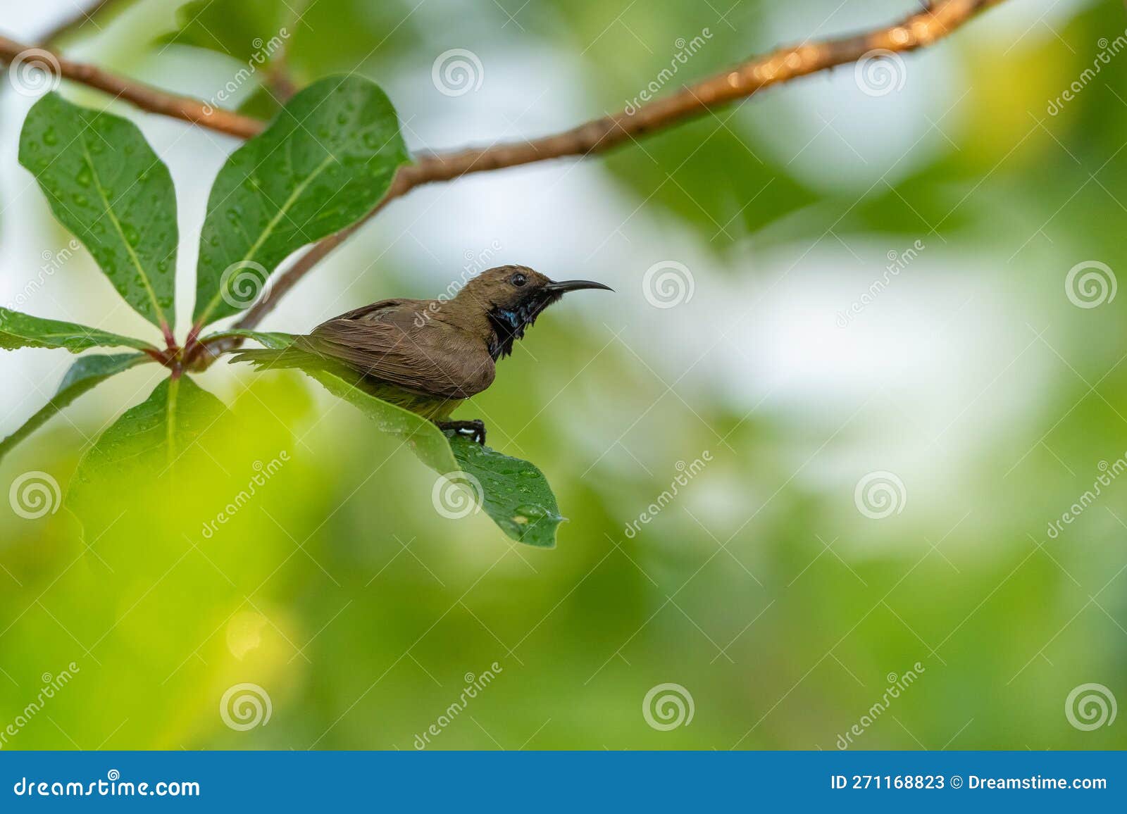 Olive Backed Sunbird on the Tree in Forest Stock Image - Image of food ...