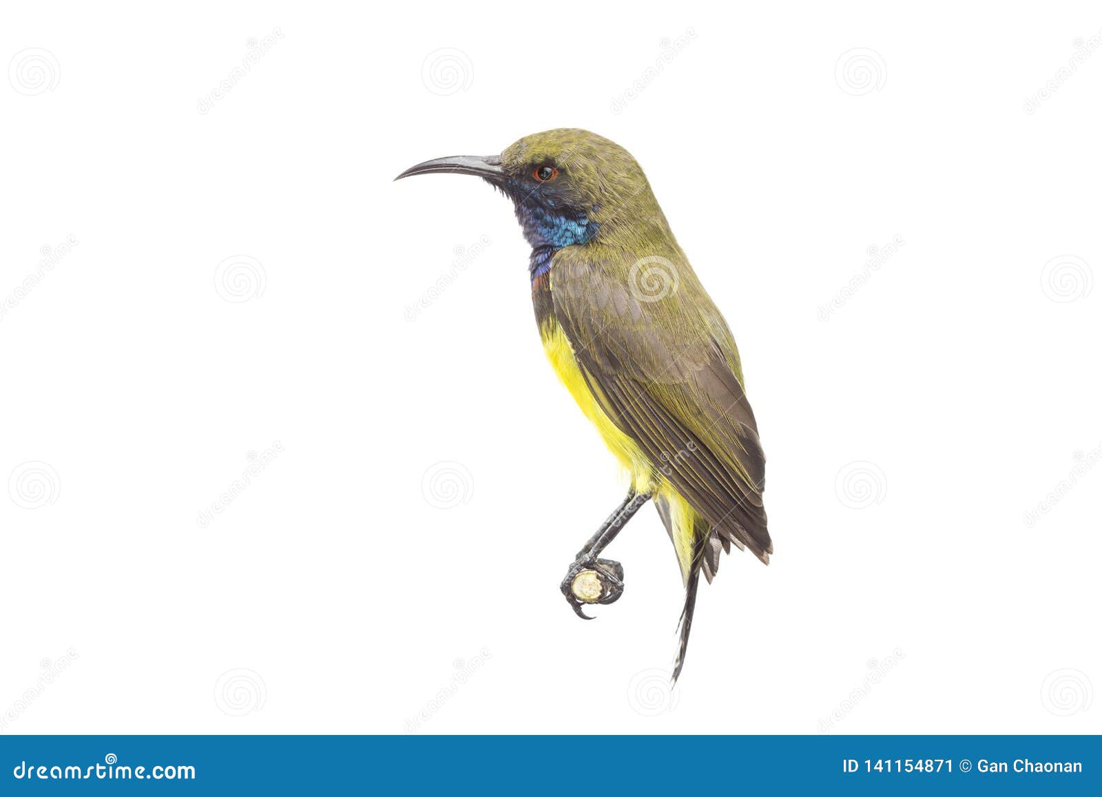 Olive-backed Sunbird, Yellow-bellied Sunbird Stock Image - Image of ...