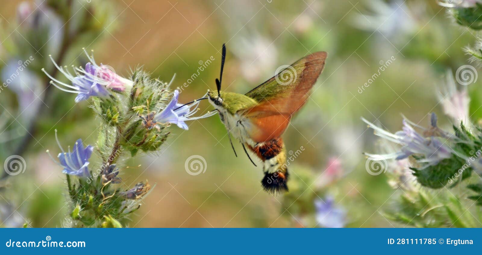Olive Bee Hawk Moth in Flight with Straw Stretched Out Drinking from a ...