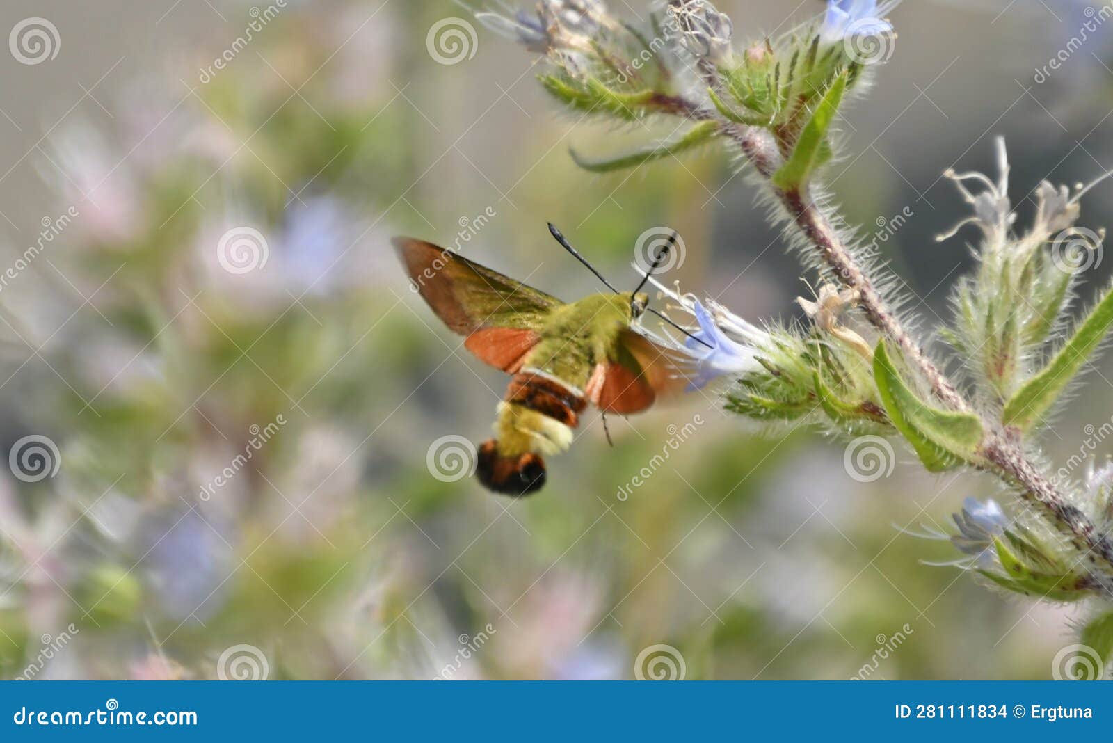 Olive Bee Hawk Moth with Straw Stretched Out Drinking from a Flower of ...