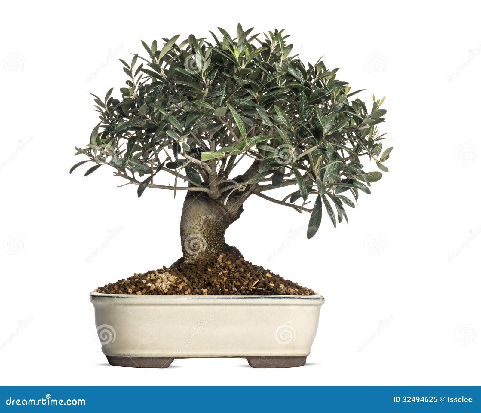 Olive, Bonsai Tree, Olea Europaea, Isolated Stock Image - Image of ...