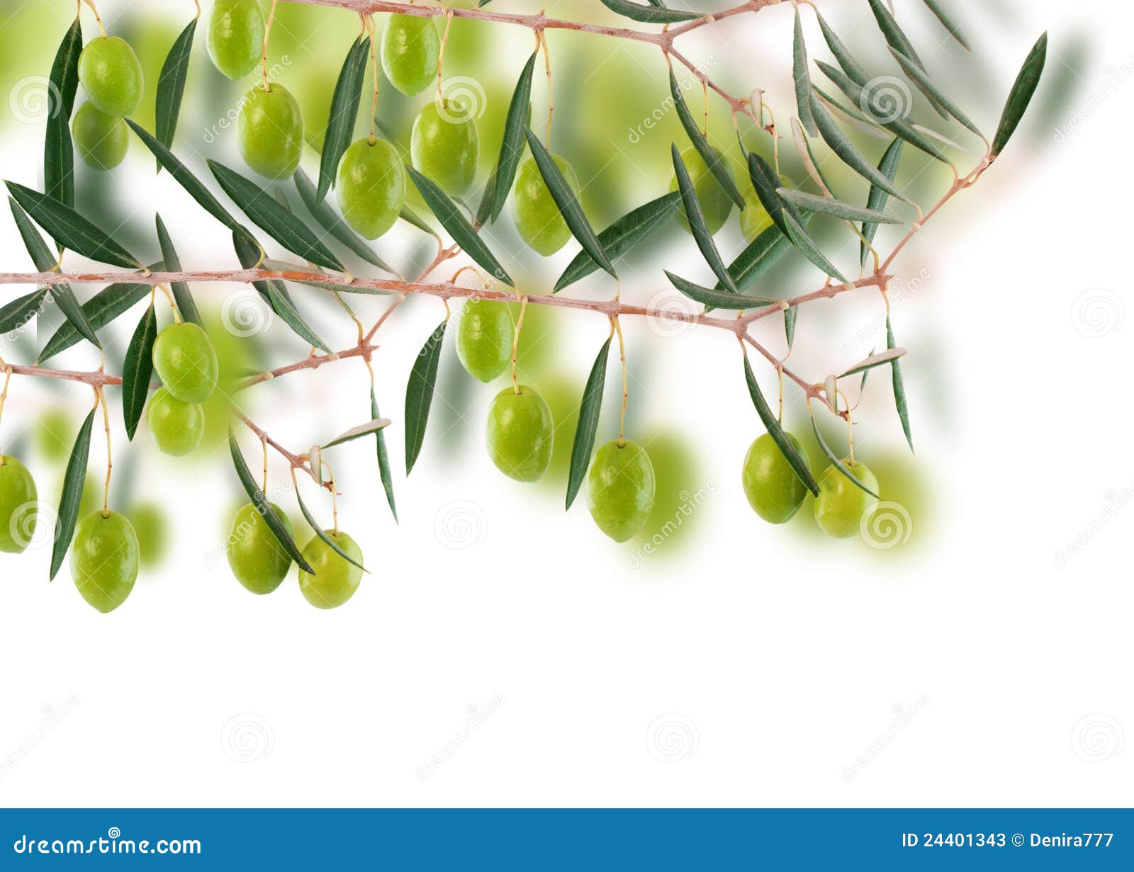 Olive border design. stock image. Image of foliage, focus - 24401343