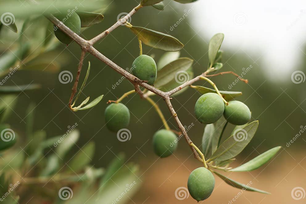 Olive branch stock photo. Image of croatia, nutrition - 1108680