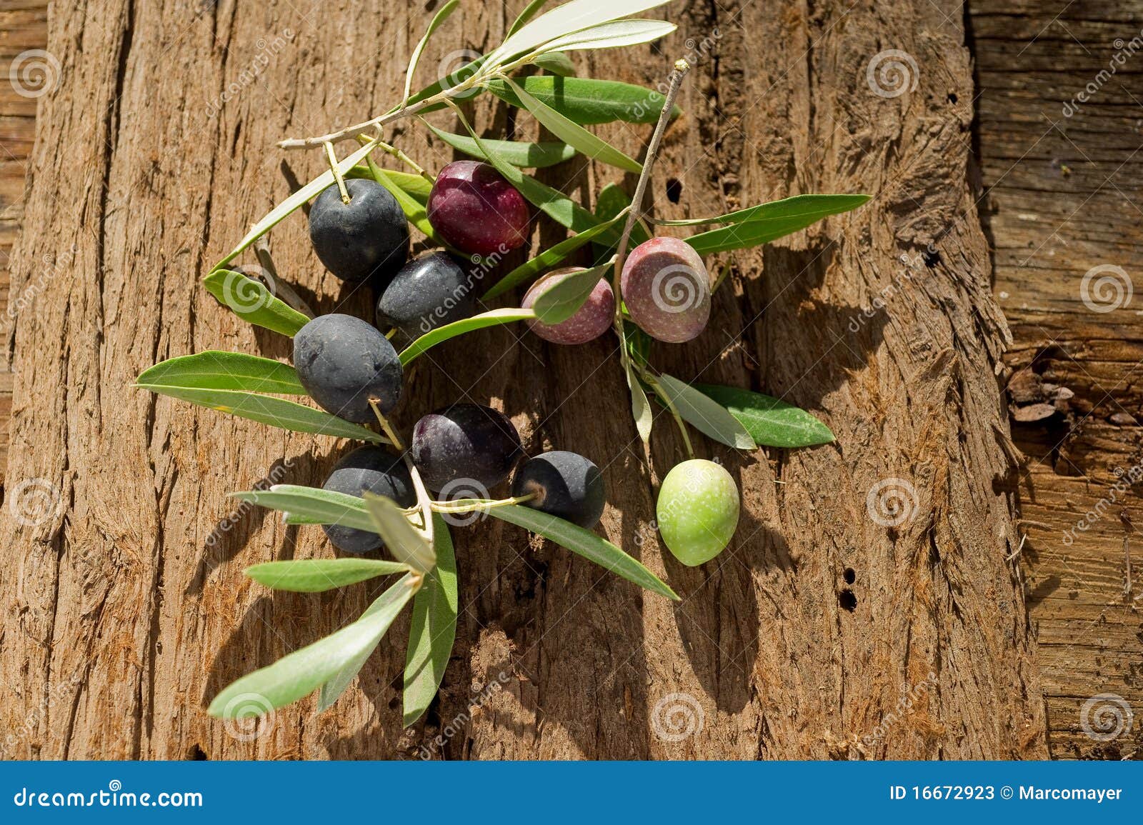 Olive branch stock image. Image of extra, bowl, food - 16672923