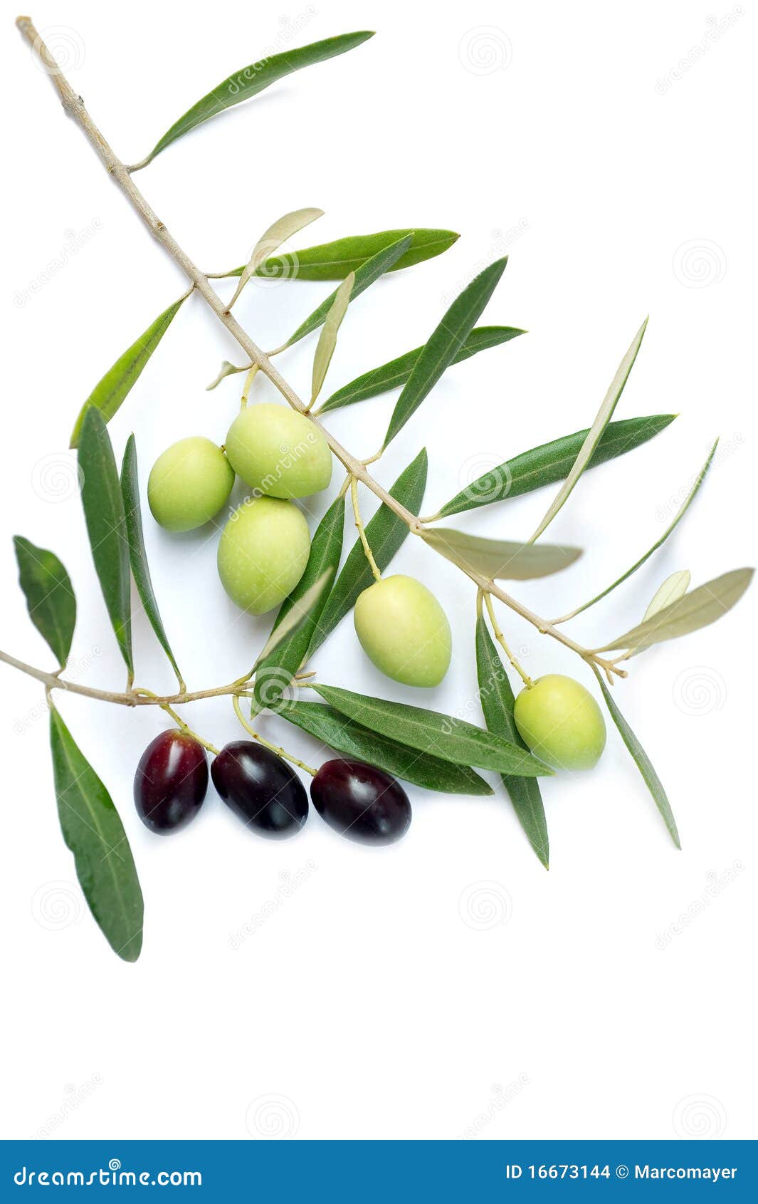Olive branch stock photo. Image of fruit, style, eating - 16673144