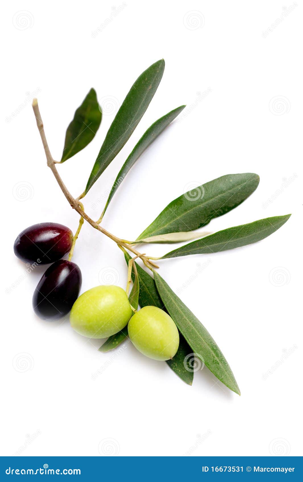 Olive branch stock image. Image of isolated, fresh, ingredient - 16673531