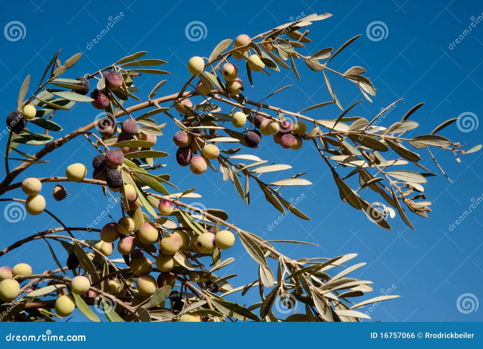 Olive Branch stock photo. Image of tree, blue, branch - 16757066