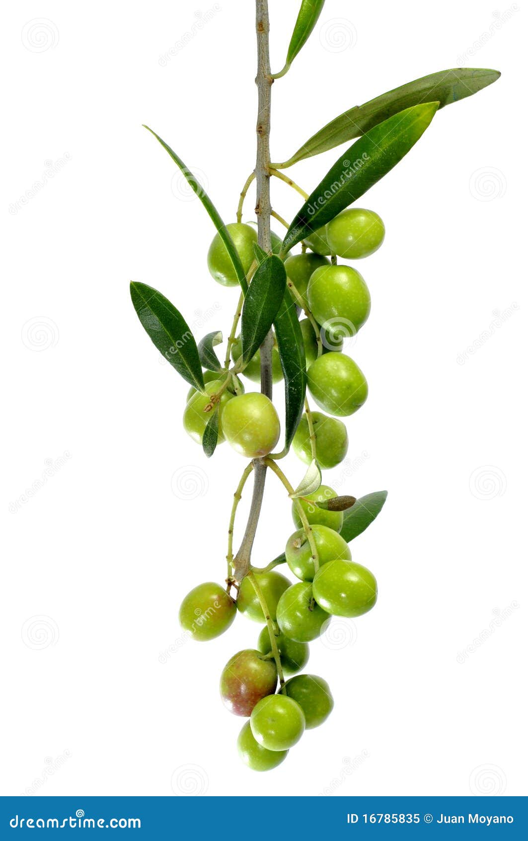 Olive branch stock image. Image of flavor, background - 16785835