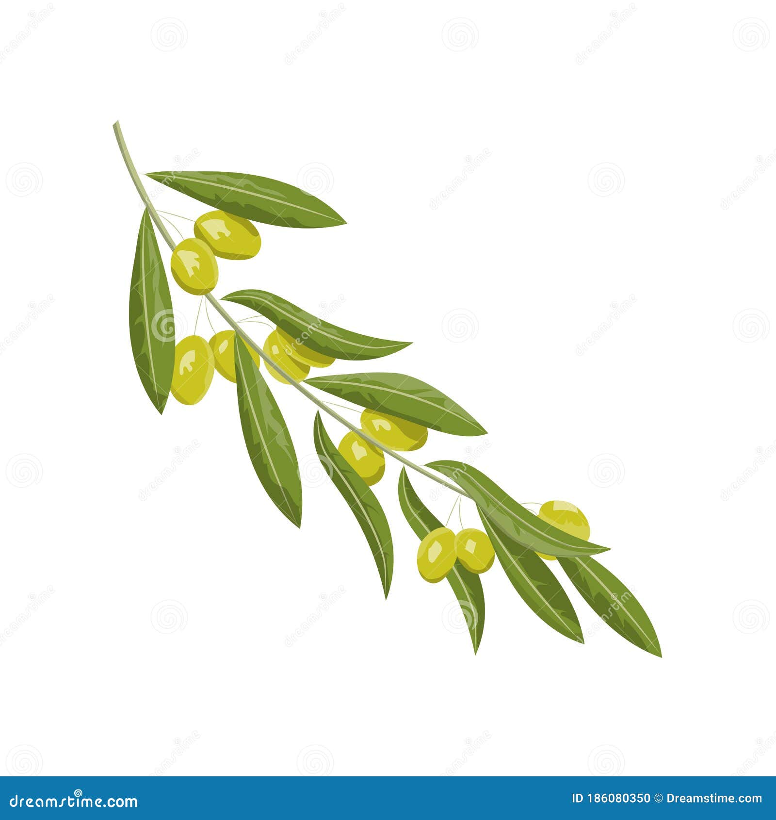 Sprig with Green Olives and Leaves. Stock Vector - Illustration of ...