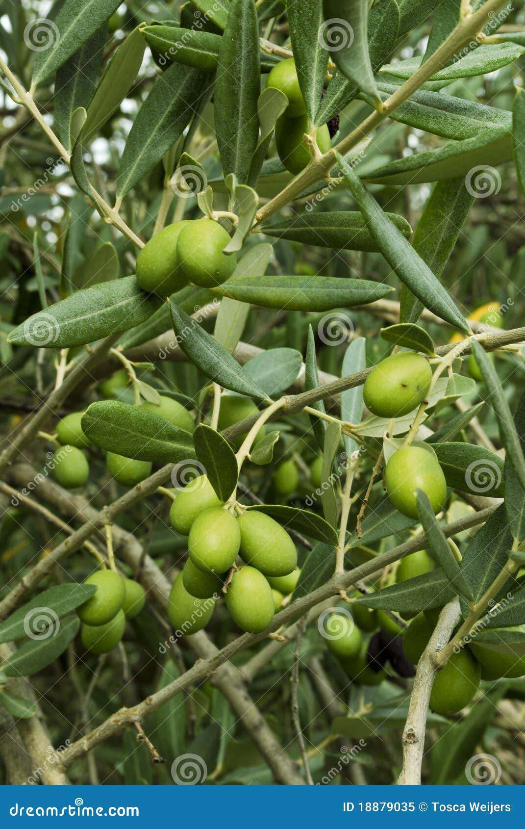 Olive branch stock image. Image of meadows, farmland - 18879035