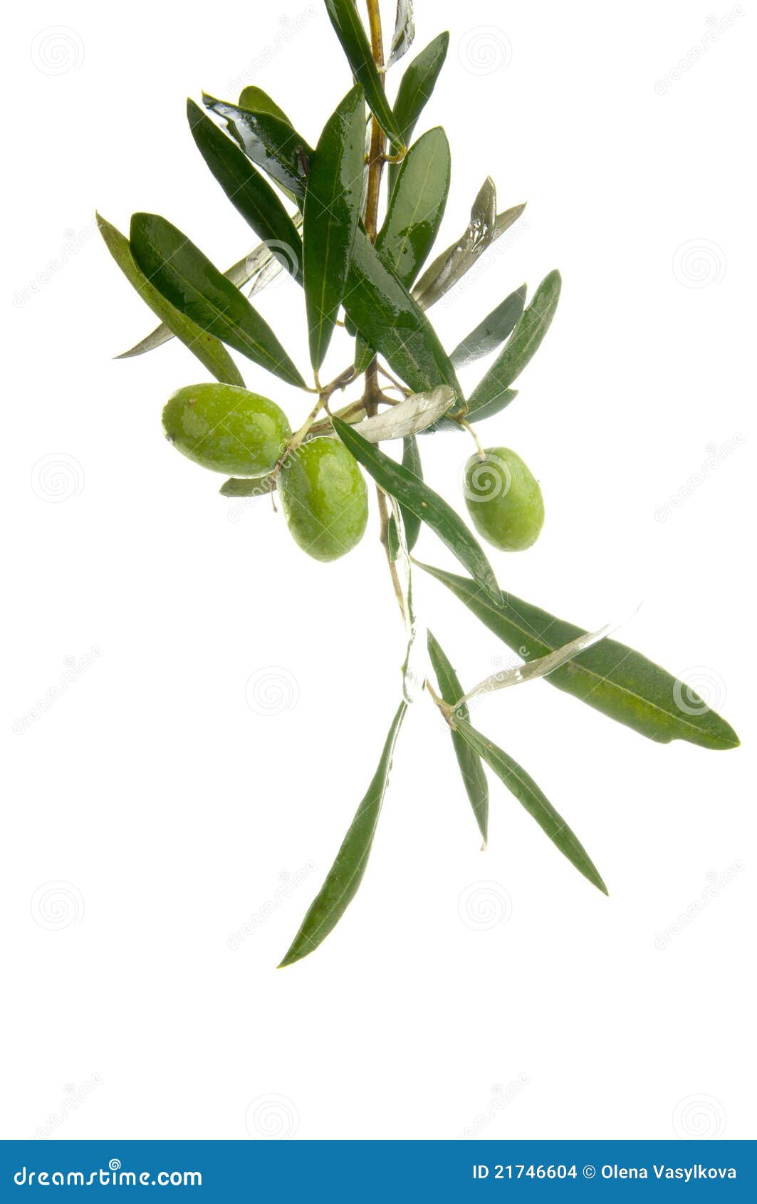 Olive branch stock photo. Image of healthy, cuisine, branch - 21746604