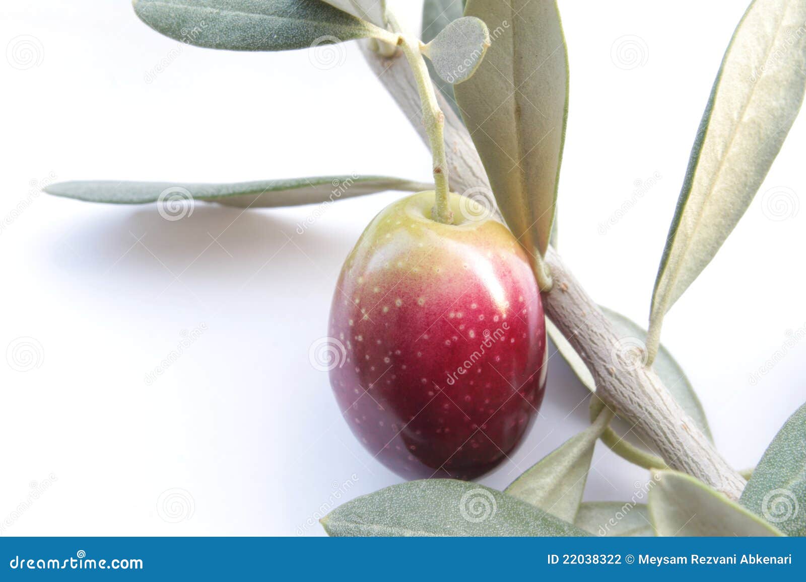 Olive branch stock photo. Image of healthy, freshness - 22038322