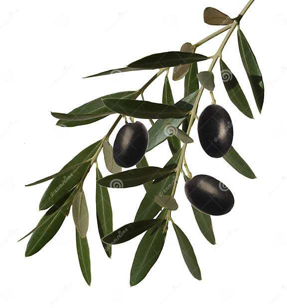 Olive branch stock photo. Image of plant, nature, leaves - 22246356