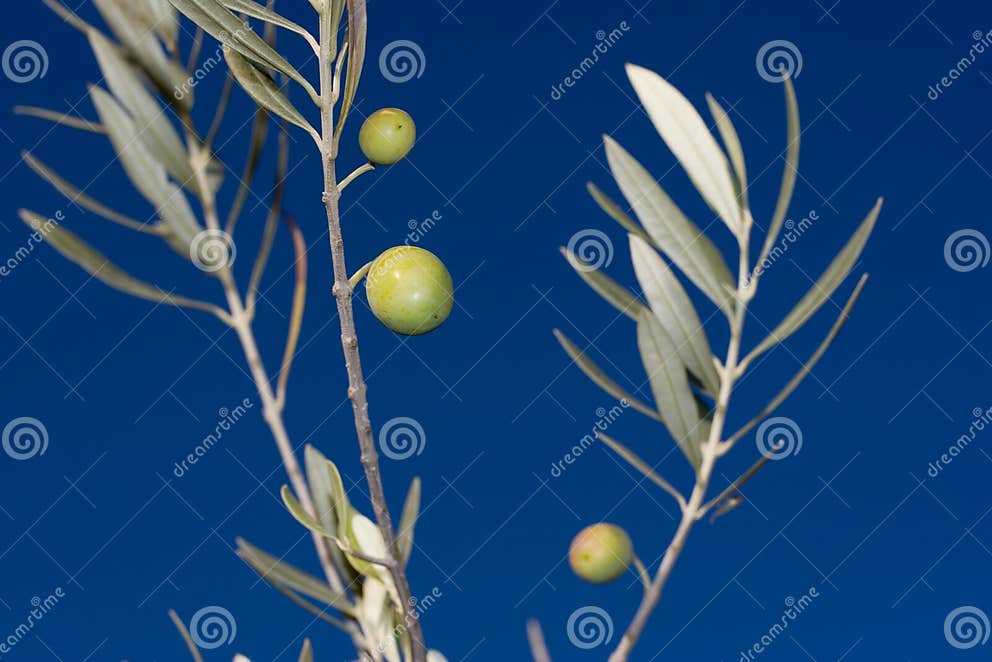 Olive Branch stock image. Image of harvest, nature, agriculture - 3825989
