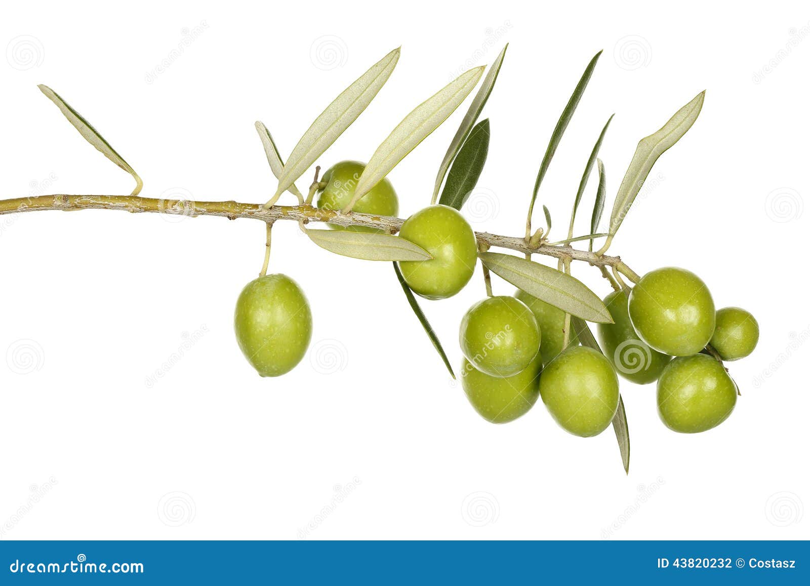 Olive Color Wikipedia