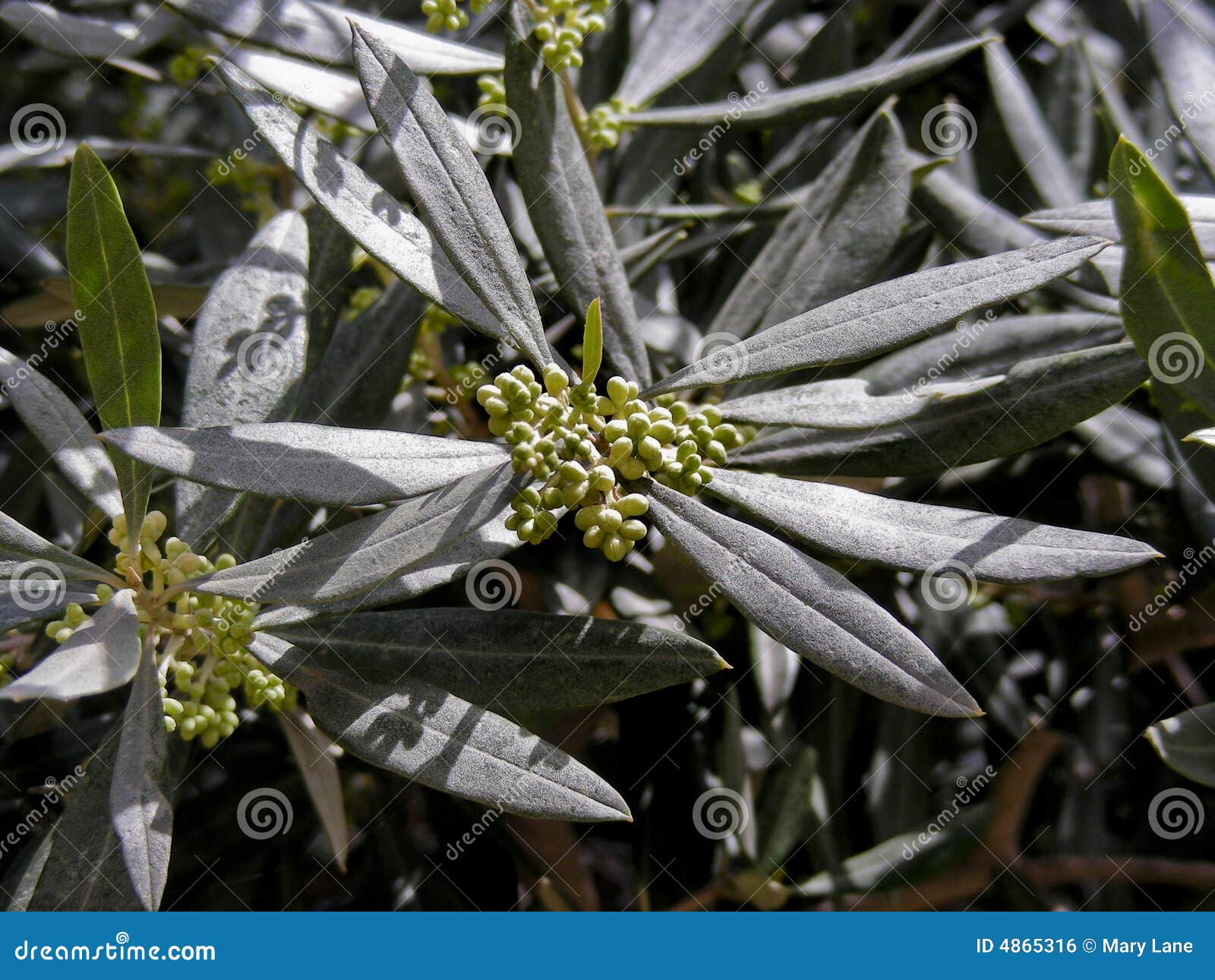 Olive Branch Picture. Image: 4865316