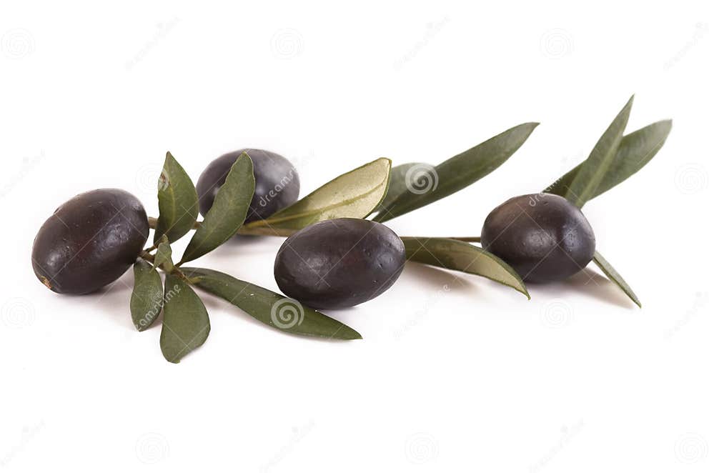 Olive on branch stock photo. Image of olive, november - 8298752