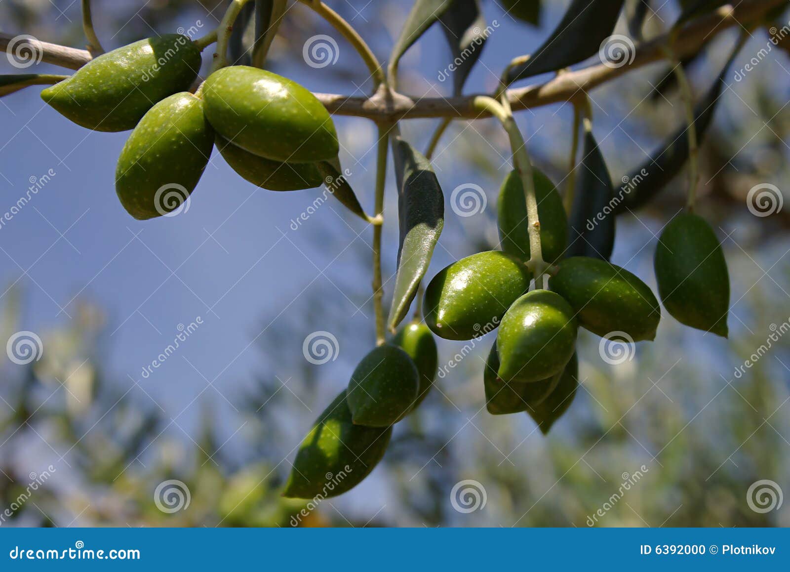 Olive Branch on a Background of the Blue Sky. Stock Photo - Image of ...