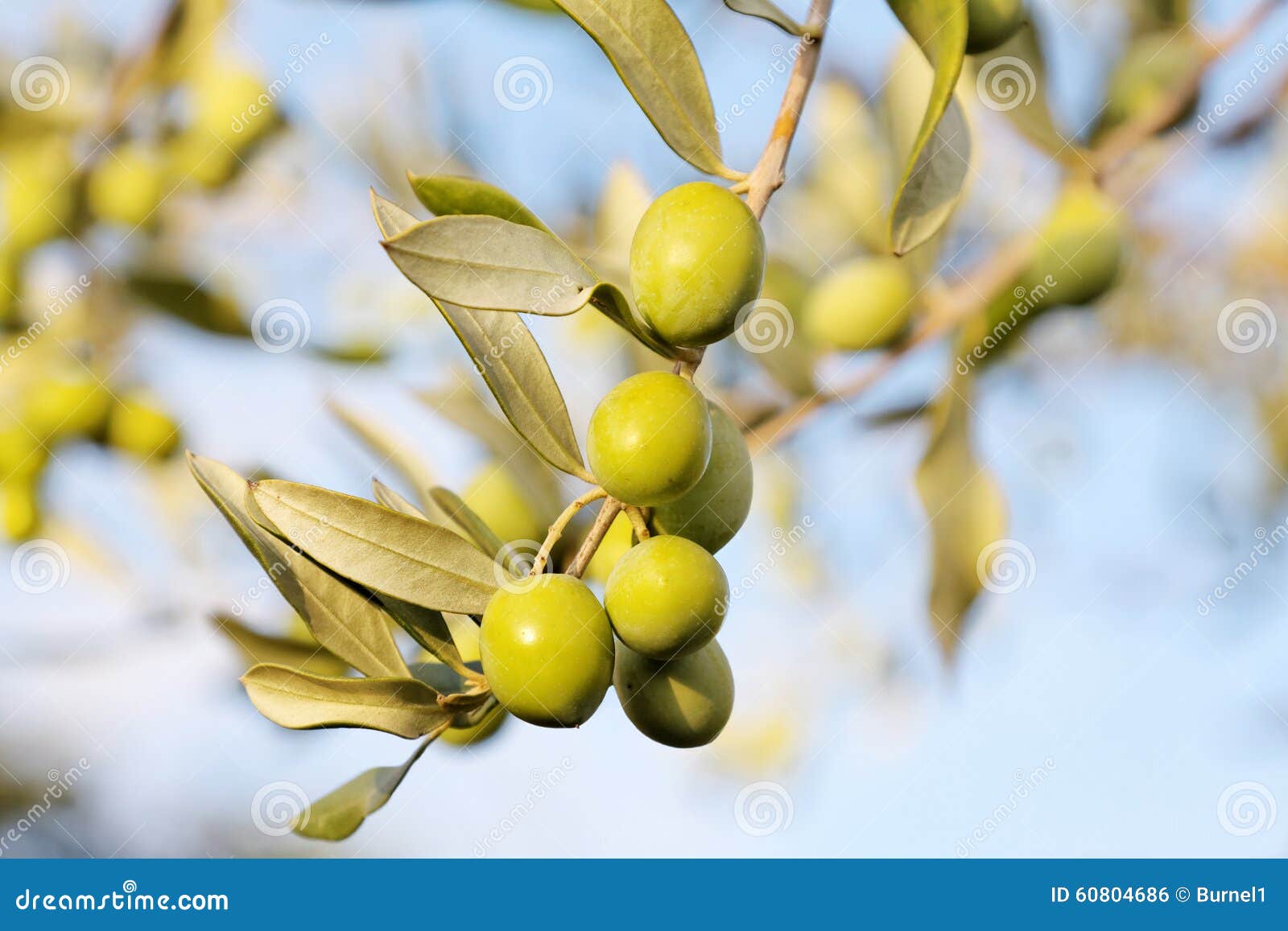 Olive branch stock photo. Image of plantation, beautiful - 60804686
