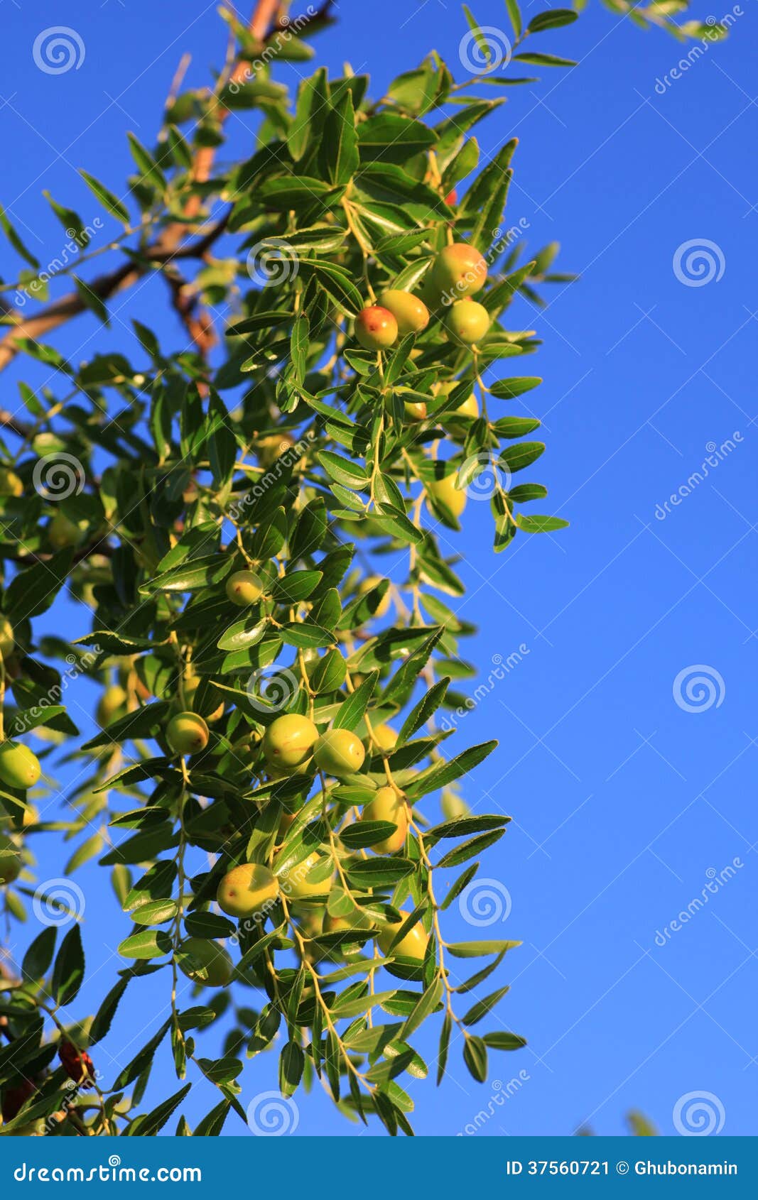 Olive branch fresh stock image. Image of fruit, background - 37560721