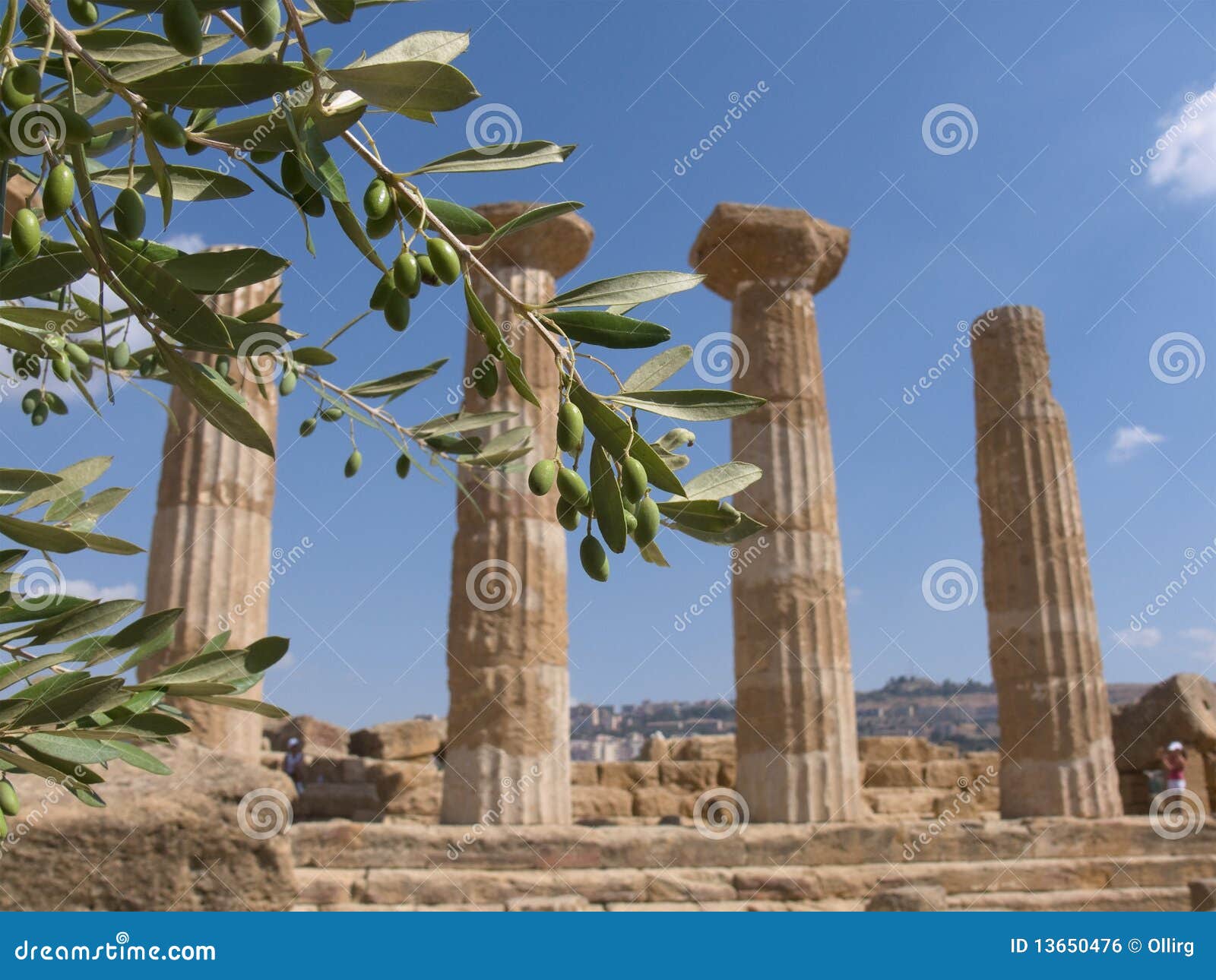 Olive Branch and Greek Column Stock Photo - Image of aged, european ...