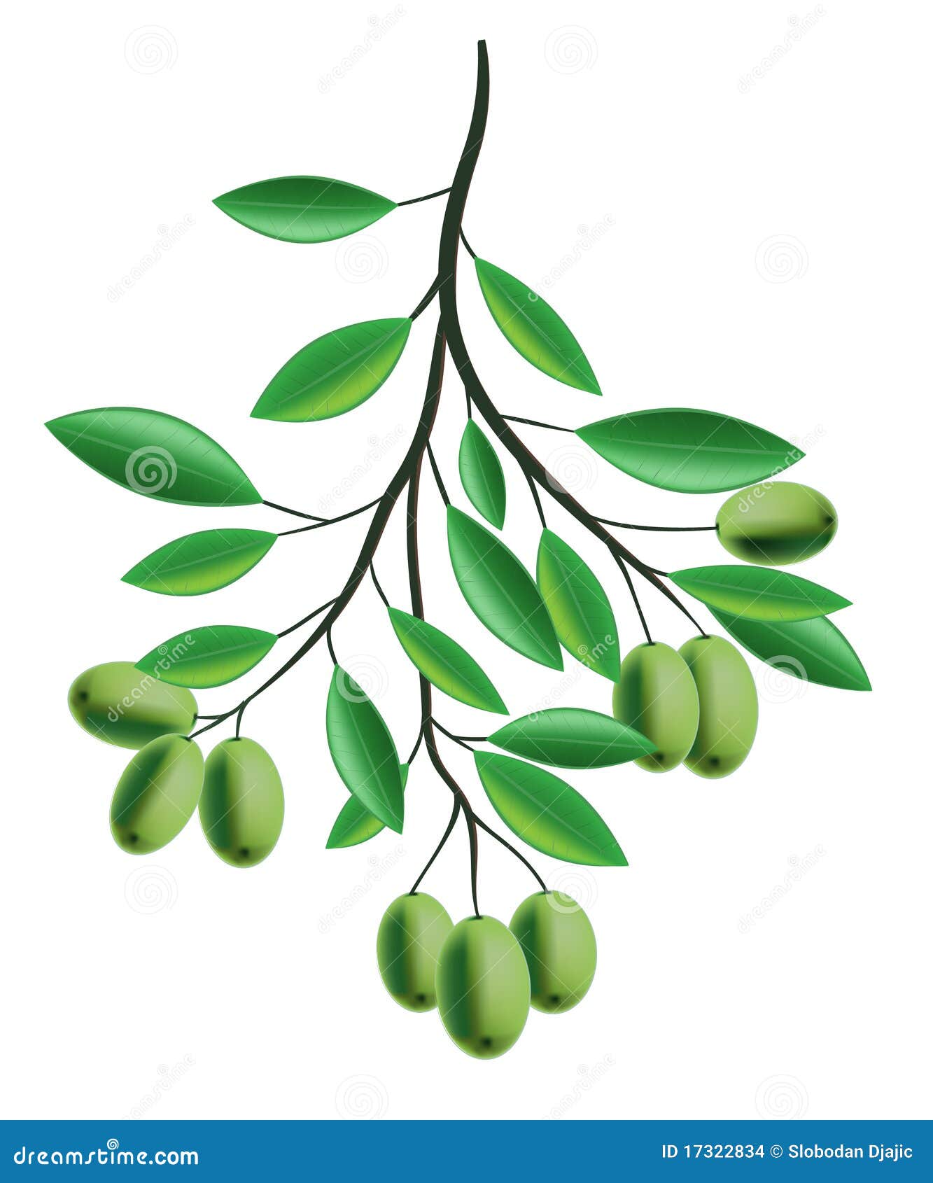 Olive Branch illustration stock vector. Illustration of freshness ...