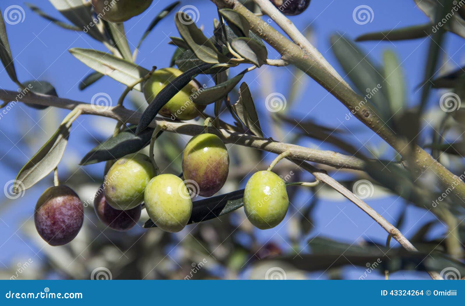 Olive on branch stock photo. Image of fresh, isolated - 43324264
