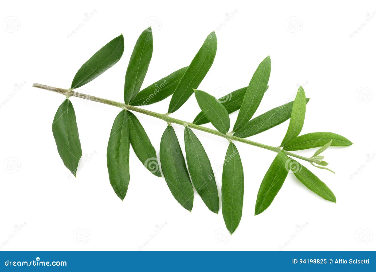 Olive branch isolated stock image. Image of olea, olives - 94198825