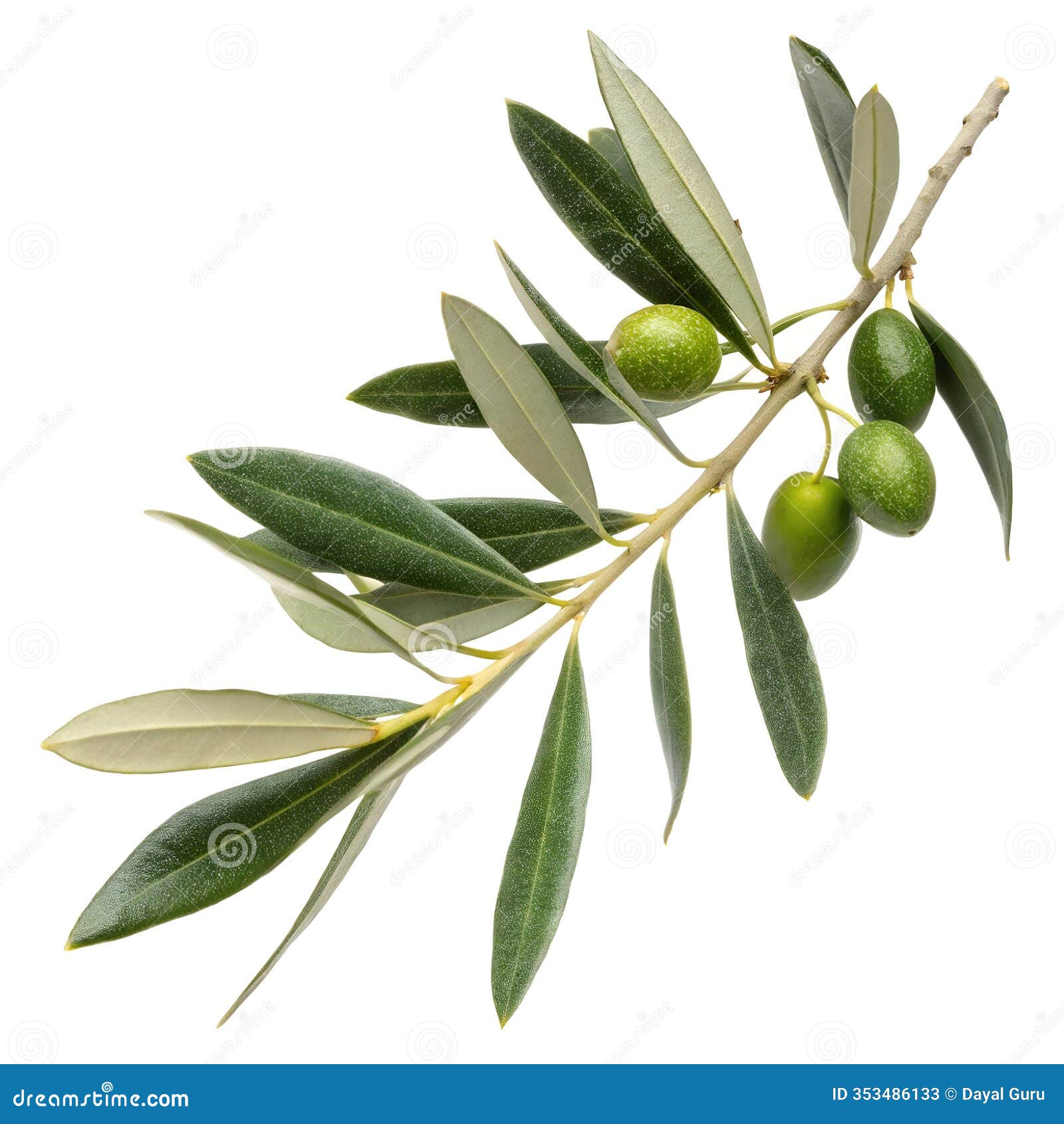 Olive Branch Isolated on White Background Stock Illustration ...