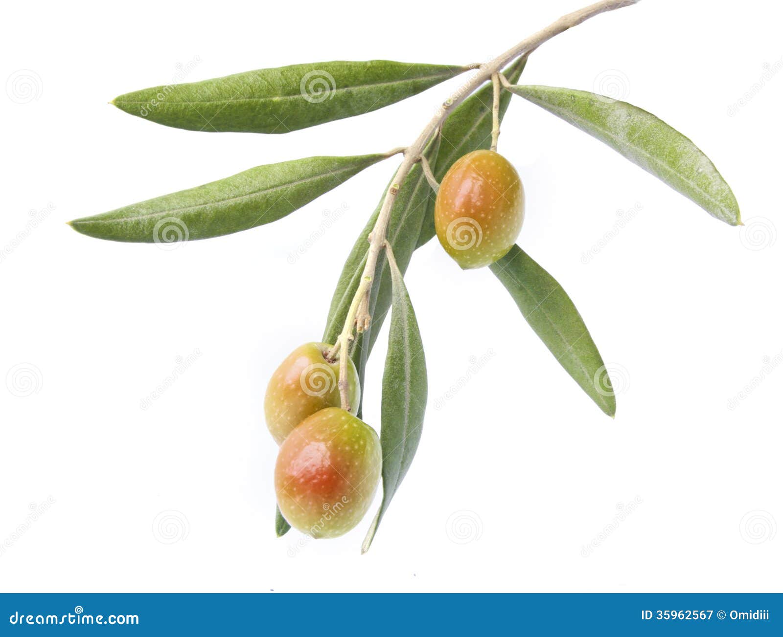 Olive on branch stock image. Image of background, eaves - 35962567