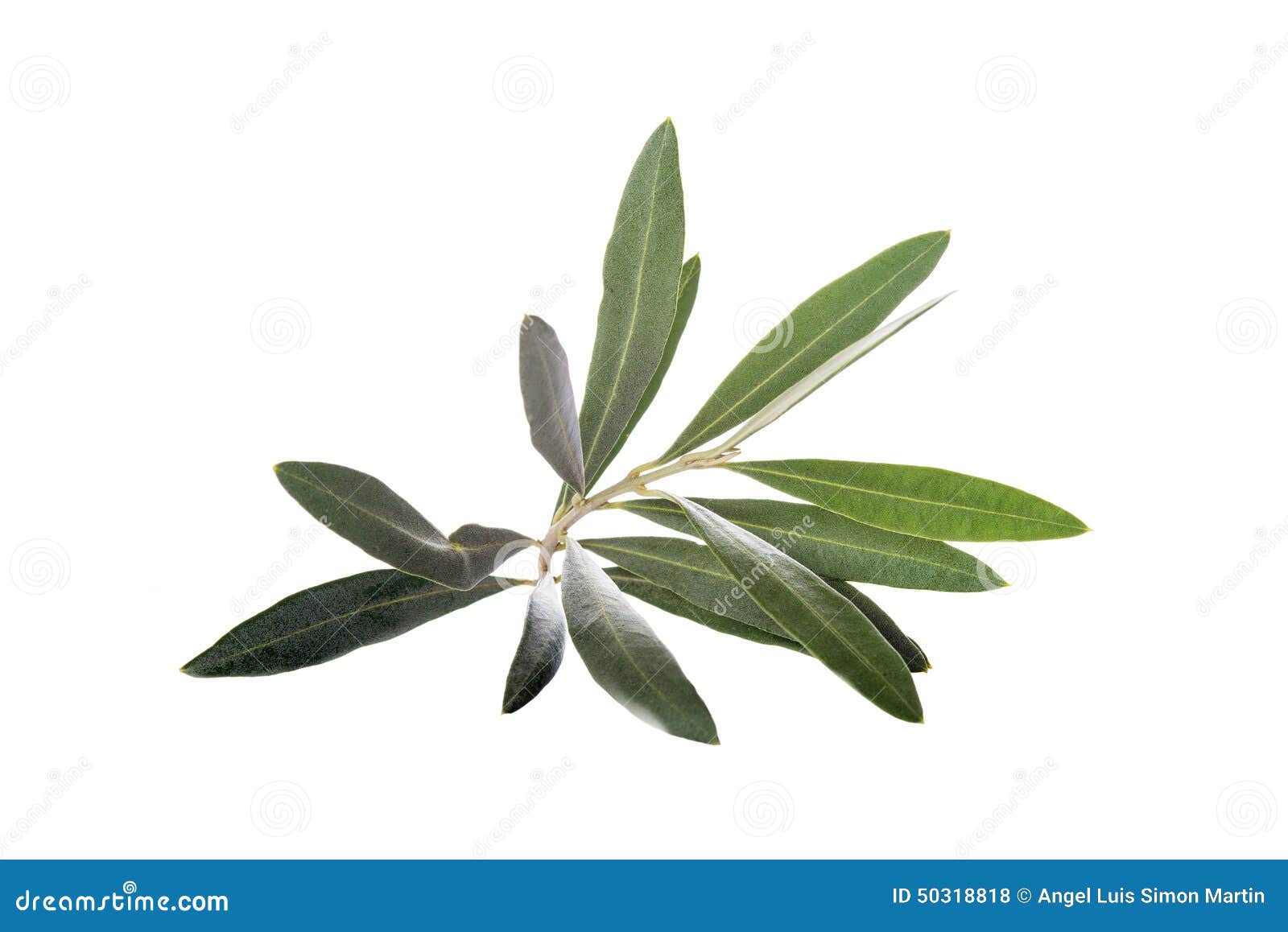 Olive Branch Isolated on a White Background Stock Photo - Image of ...