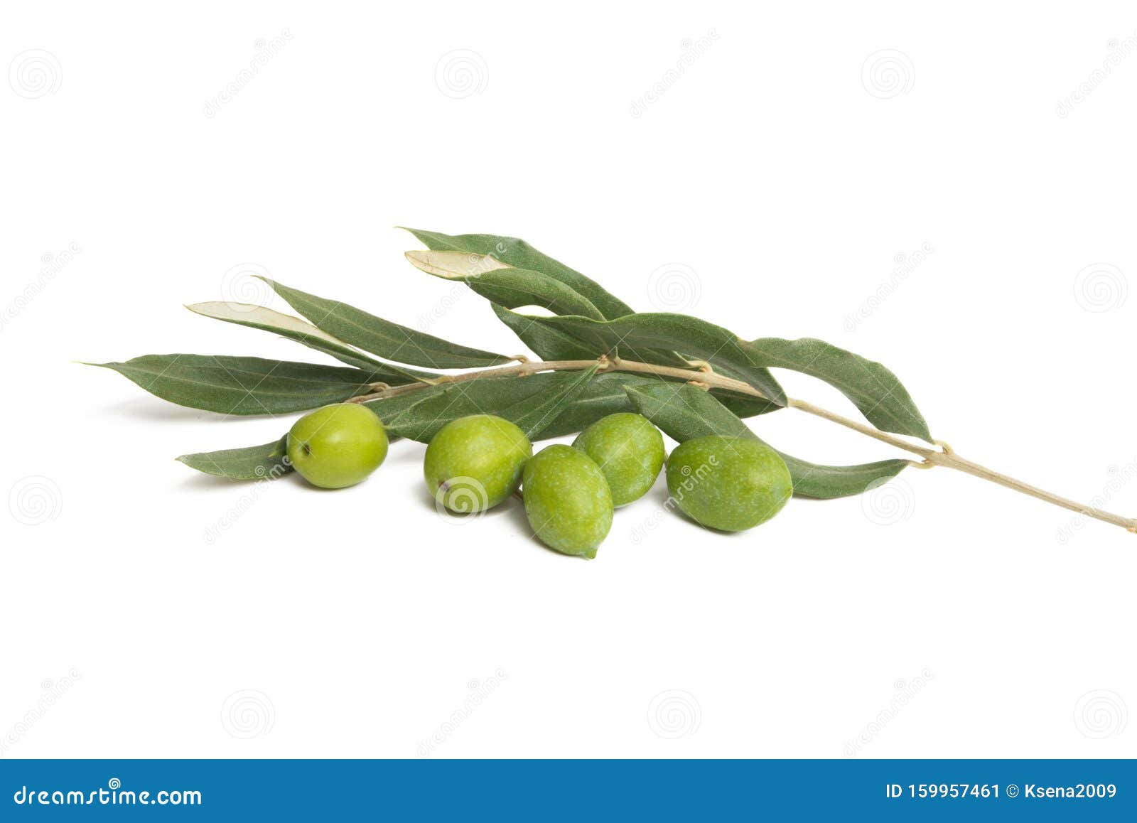 Olive branch isolated stock image. Image of plant, background - 159957461