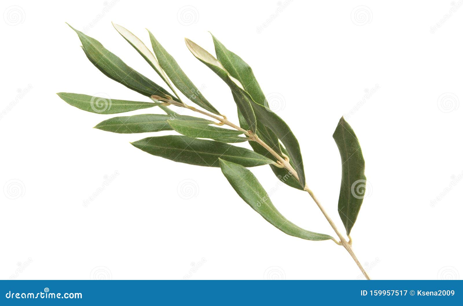Olive branch isolated stock image. Image of organic - 159957517