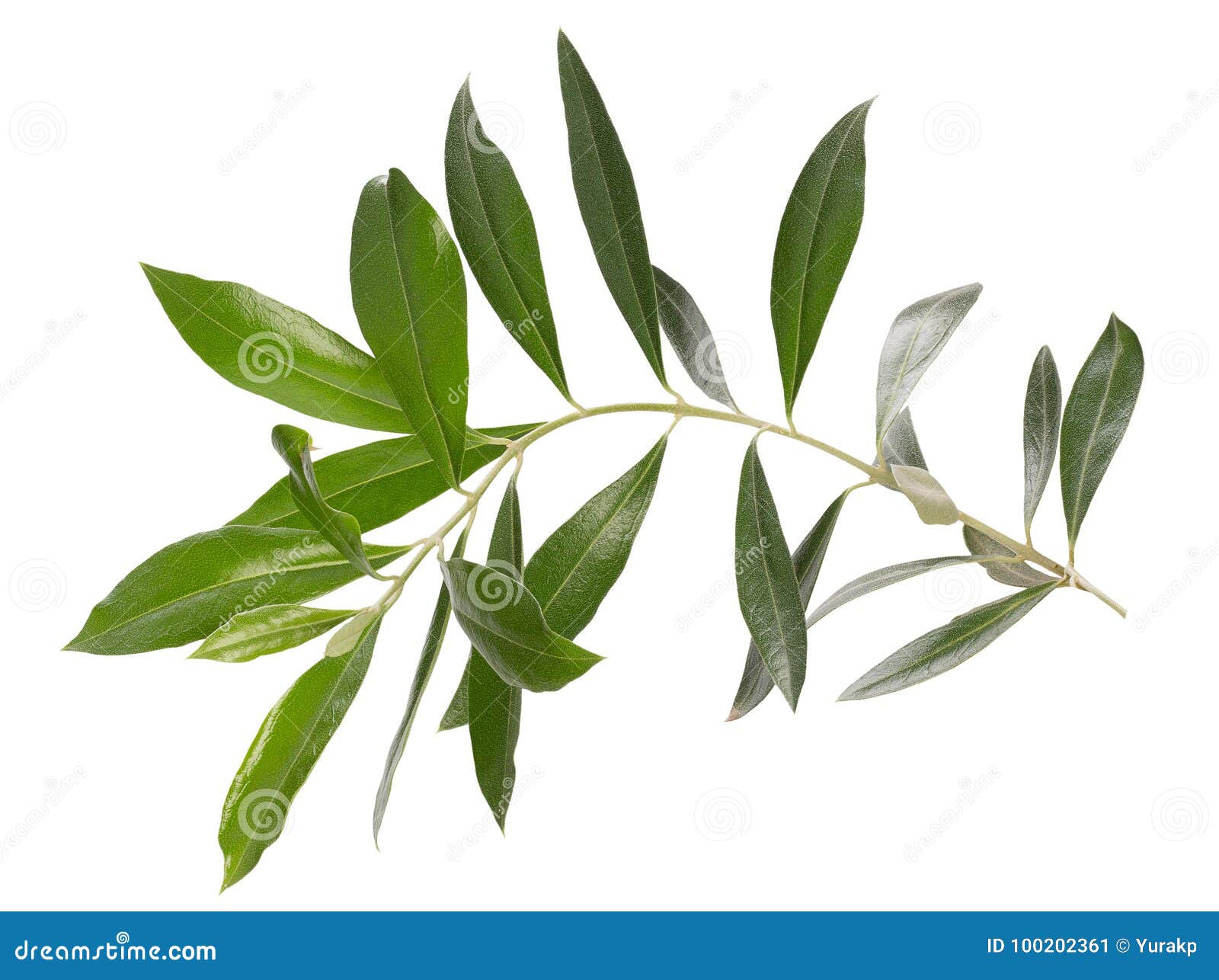 Olive Branch Isolated on a White Background Stock Image - Image of leaf ...