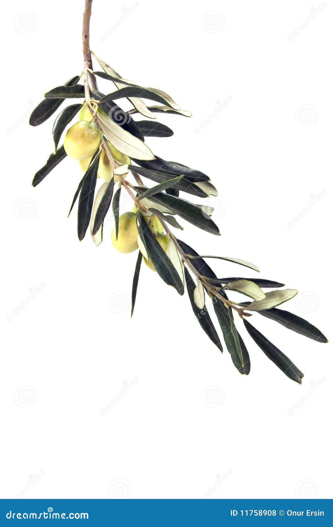 Olive Branch Leaf Royalty Free Stock Photos - Image: 11758908