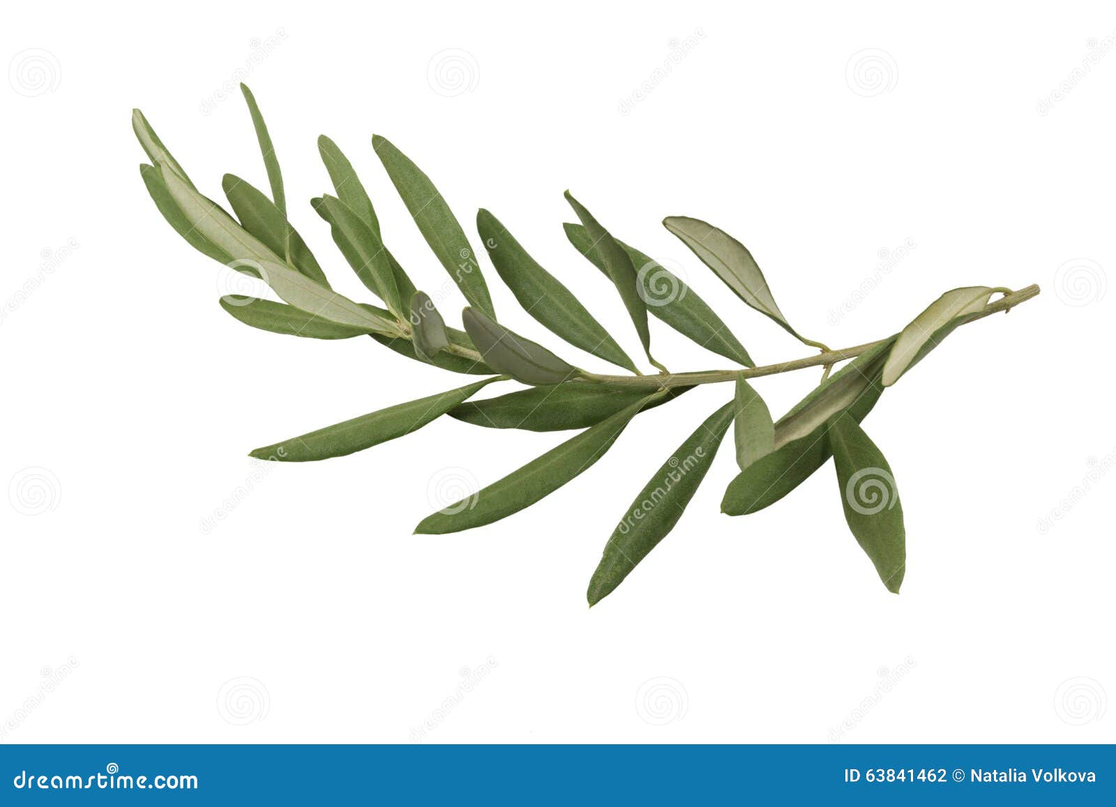Olive Branch and Leaves Isolated Stock Photo - Image of symbol, closeup ...