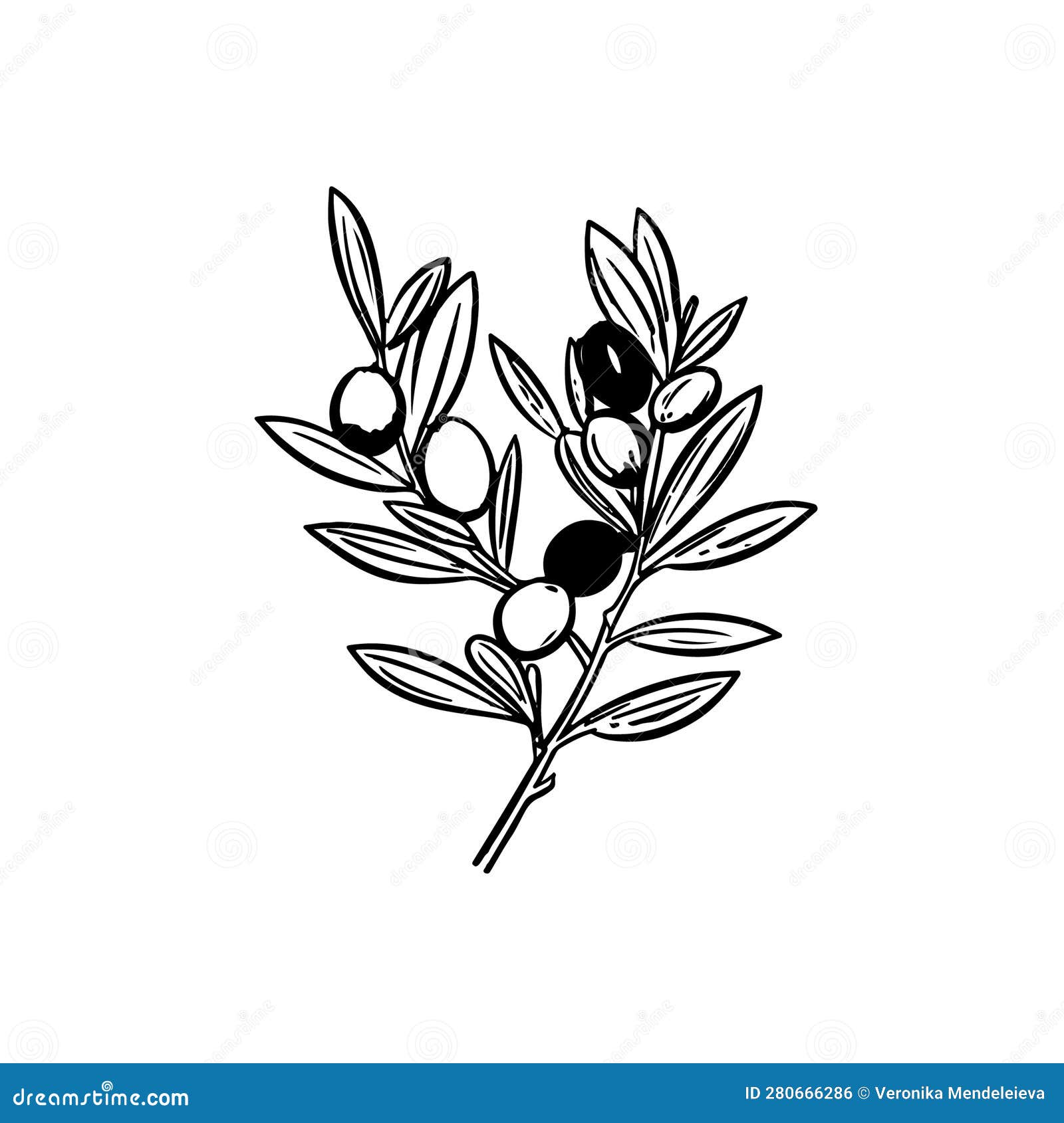 Olive Branch Line Art Illustration for Your Design Stock Vector ...