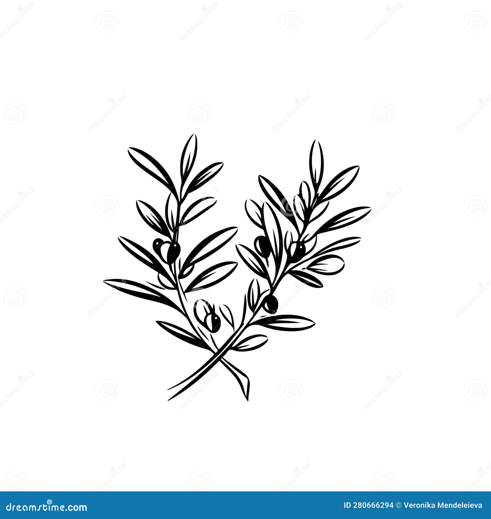 Olive Branch Line Art for Your Design Stock Illustration - Illustration ...
