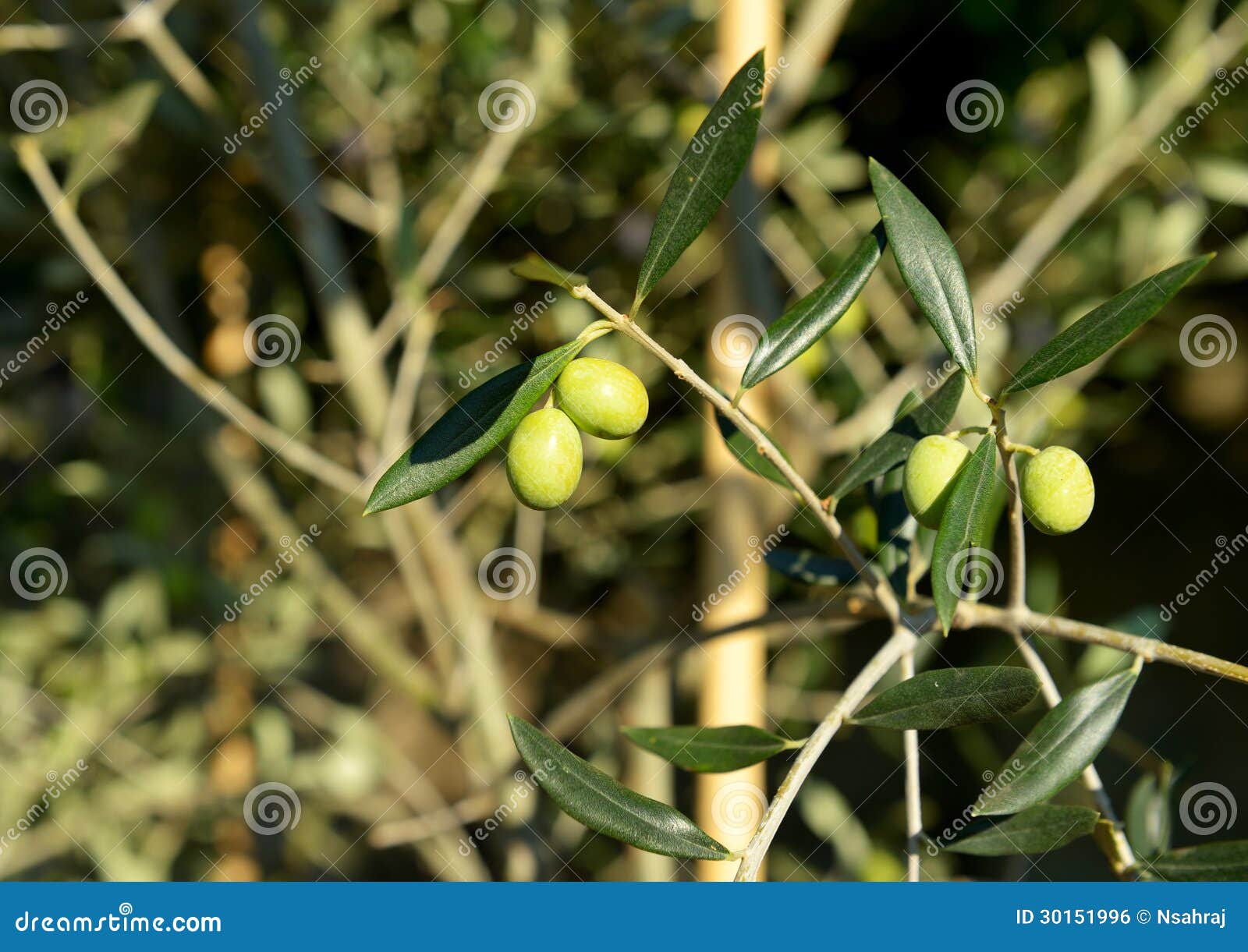 Olives on the branch stock photo. Image of season, croatia - 30151996