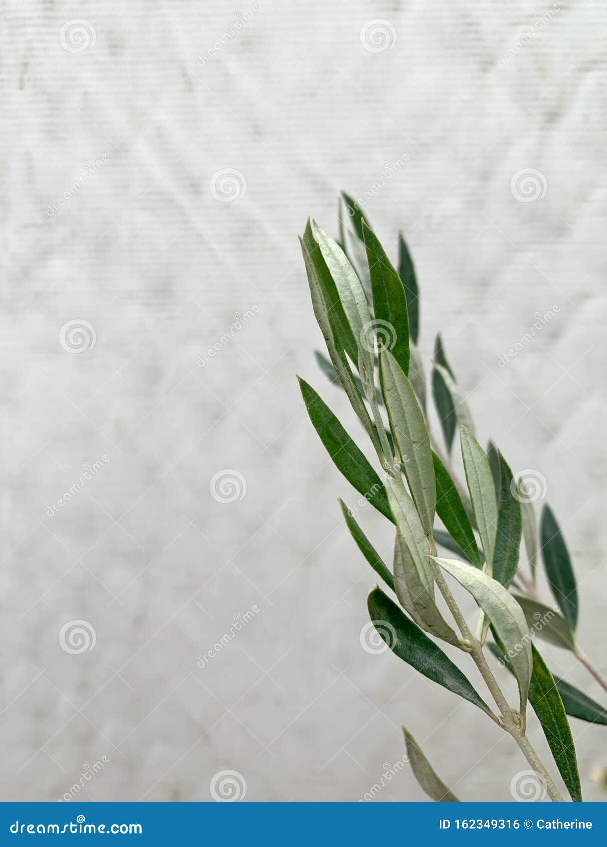 Olive branch stock photo. Image of branch, ivory, olive - 162349316