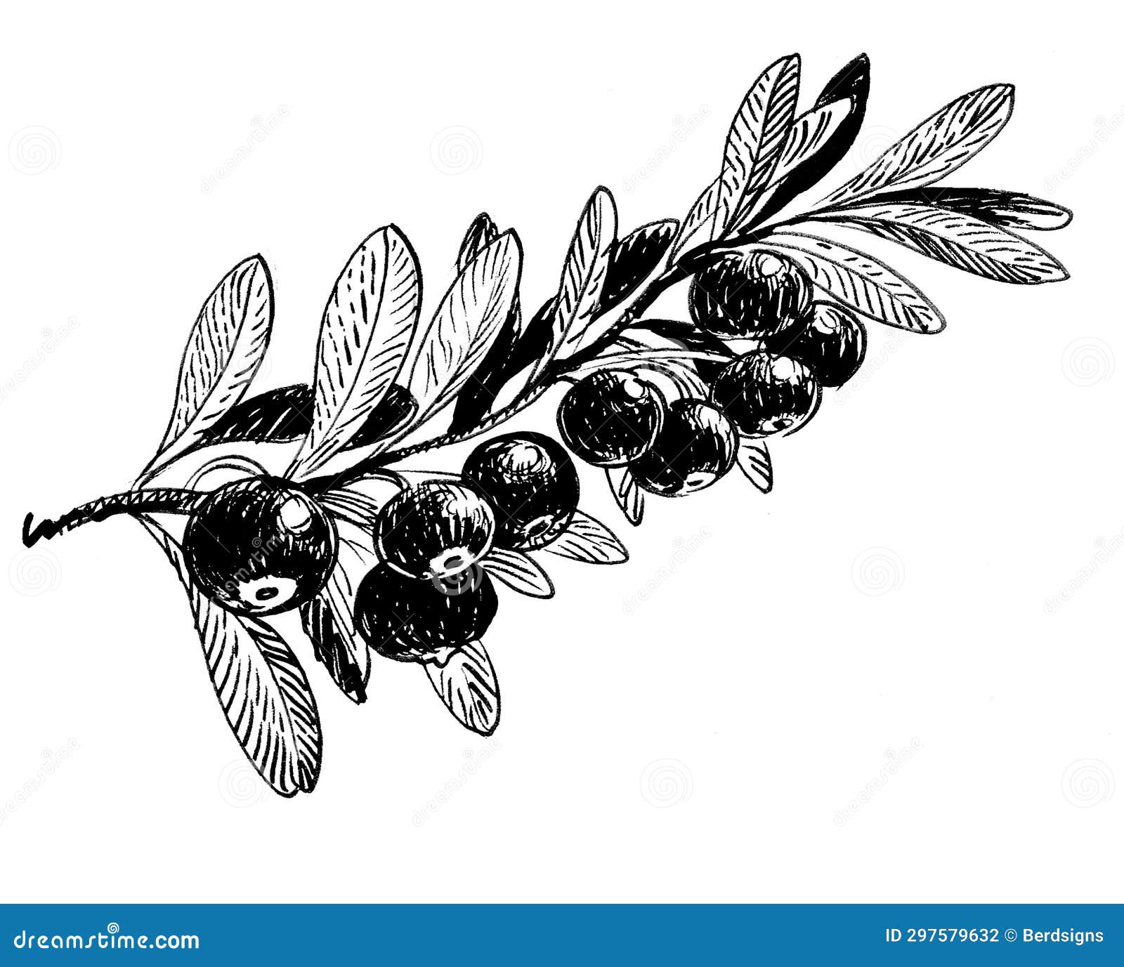 Olive branch stock illustration. Illustration of wing - 297579632