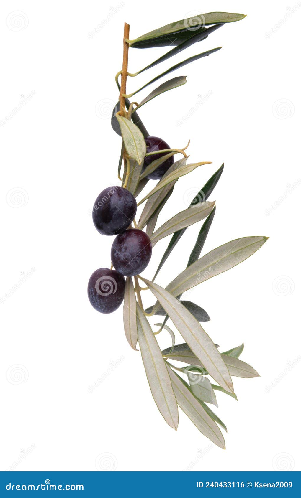 Olive Branch with Olives Isolated Stock Photo - Image of isolated ...